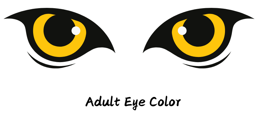 Osprey Watch & Learn - City of Independence